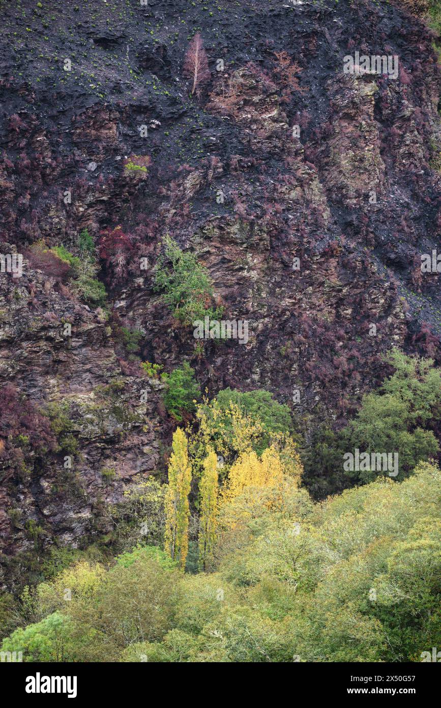 Fire ravaged hillside contrasts with native green deciduous forest in ...