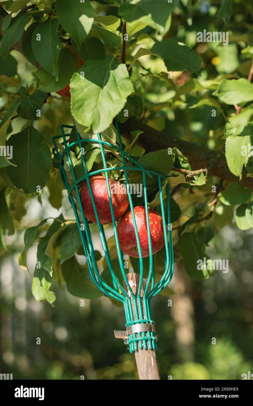 Close-up of a fruit picking tool being used to pick apples from a tree ...