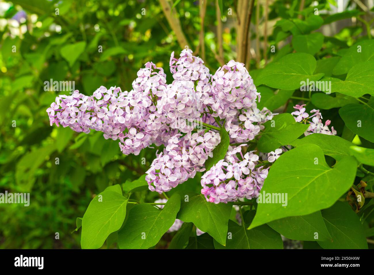 Closeup beautiful flowering lilac shrub hi-res stock photography and ...
