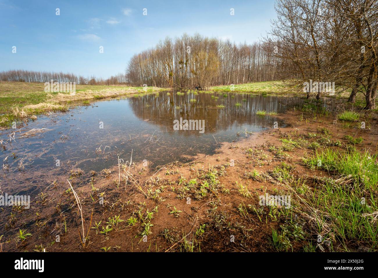Swampy areas in front of the forest, April view in Zarzecze, eastern ...