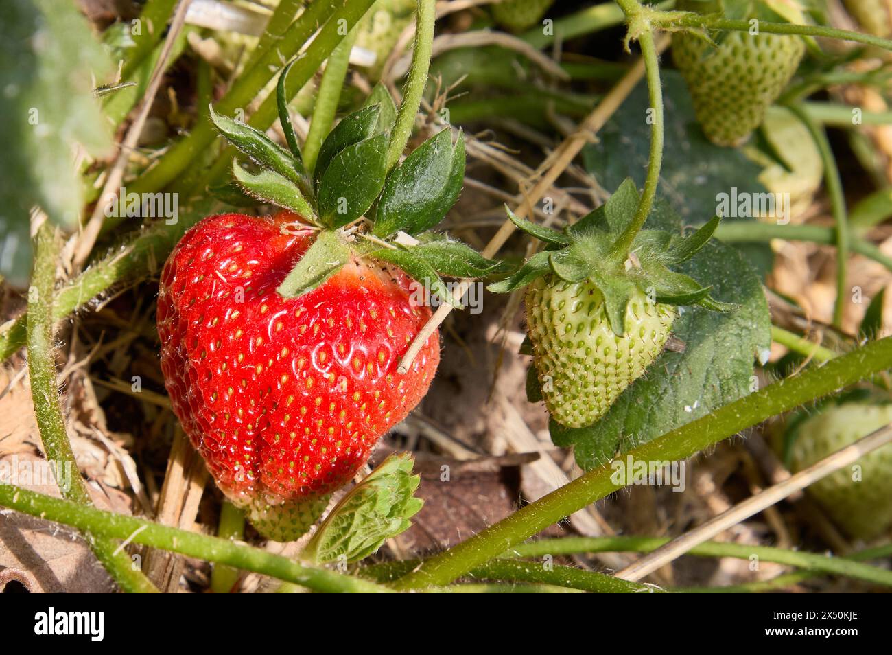 Nehms, Germany. 06th May, 2024. View of a ripe and unripe strawberry of ...