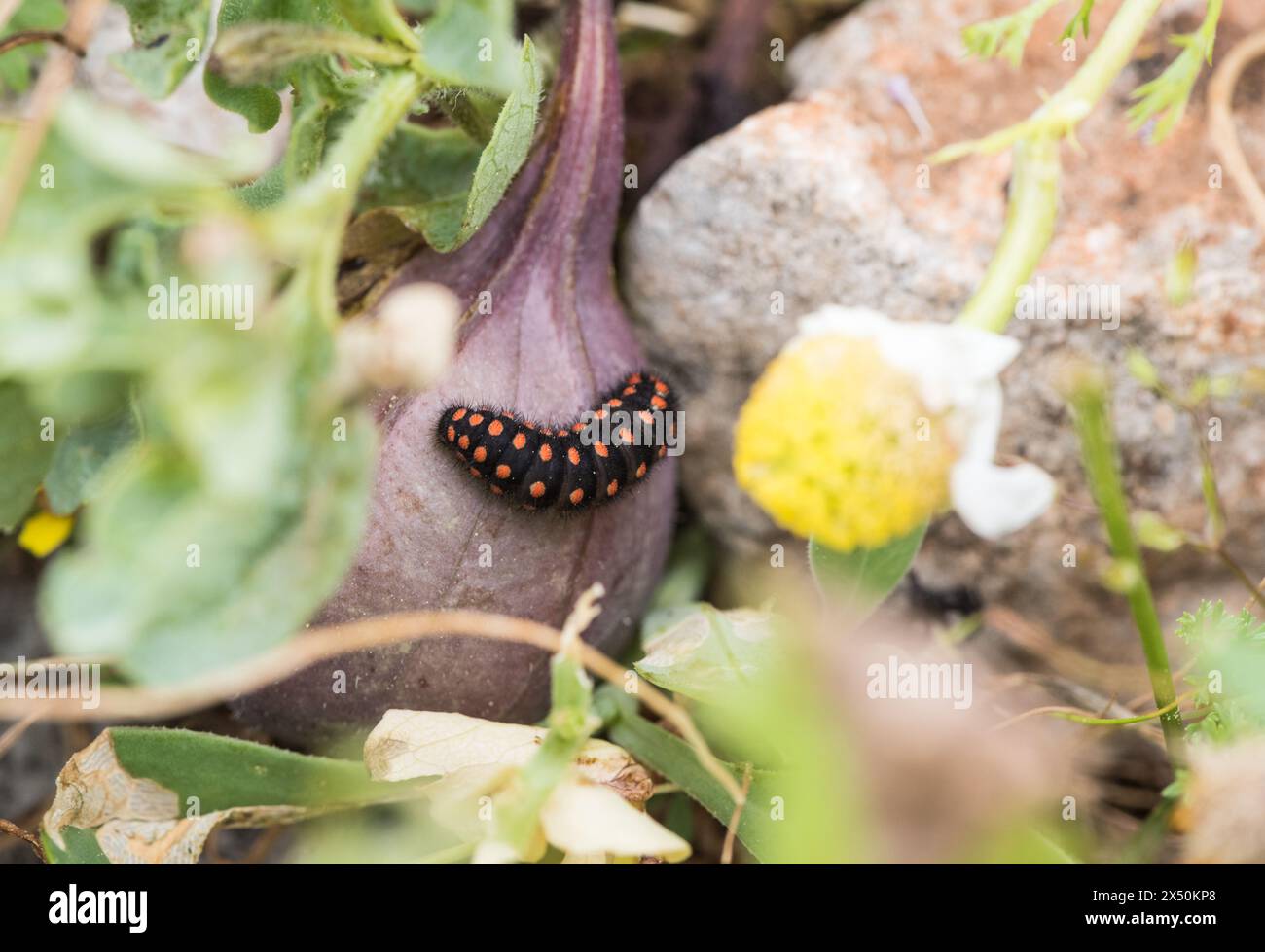 Caterpillar of a False Apollo (Archon apollinus) on a birthwort ...