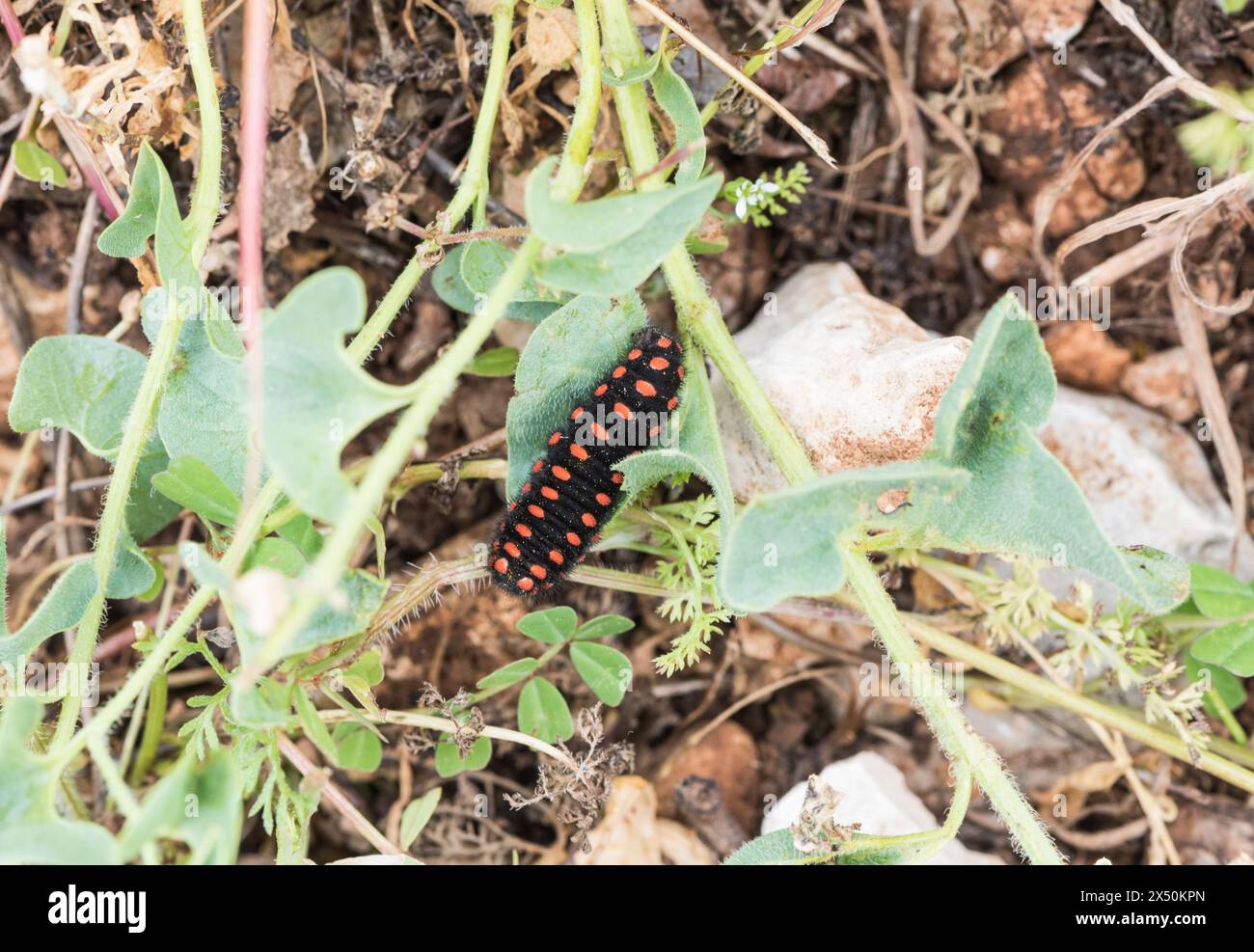 Caterpillar of a False Apollo (Archon apollinus) on a birthwort ...