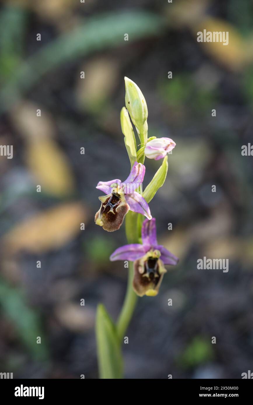 Flowers of the orchid Ophrys fuciflora oblita (aka Ophrys episcopalis ...