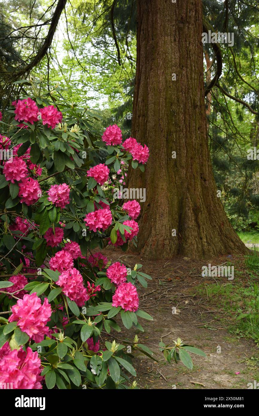 Rhodadendron and Canadian Redwood tree Stock Photo - Alamy