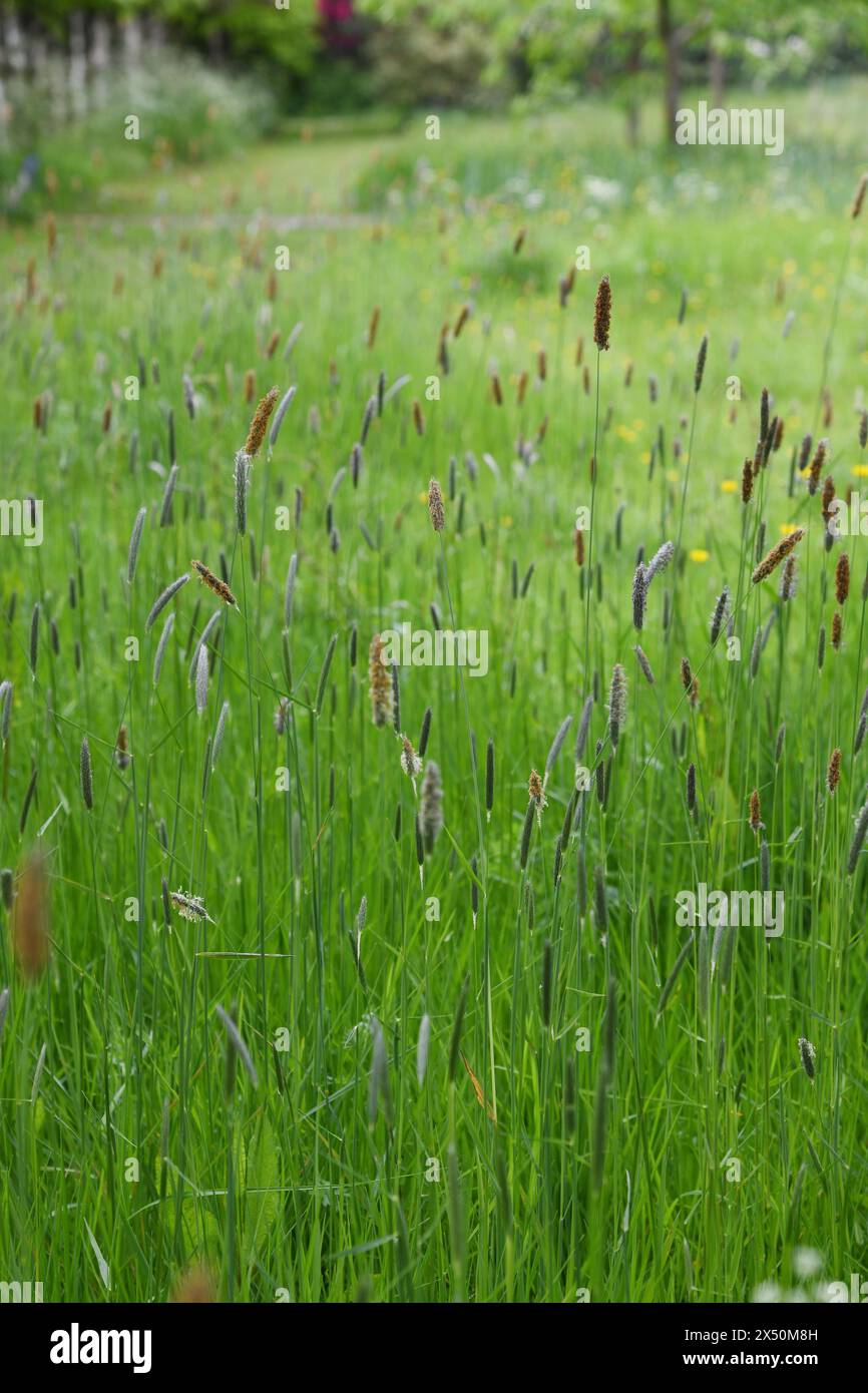 No mow May Stock Photo - Alamy
