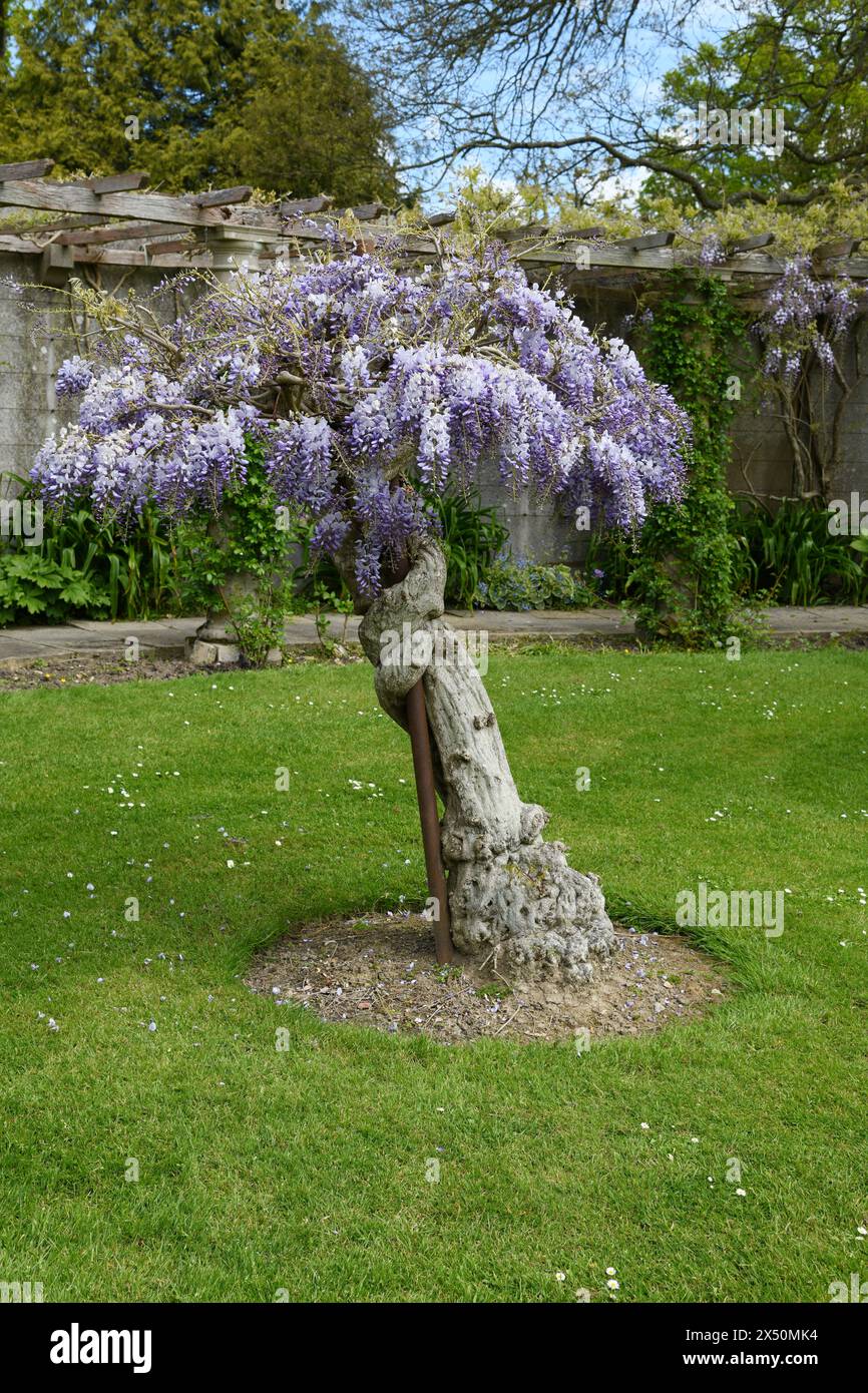 Scented standard wisteria hi-res stock photography and images - Alamy