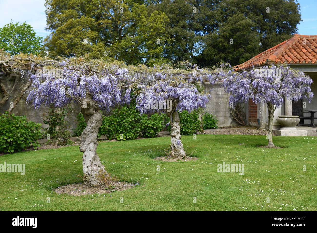 Standard wisteria in spring hi-res stock photography and images - Alamy