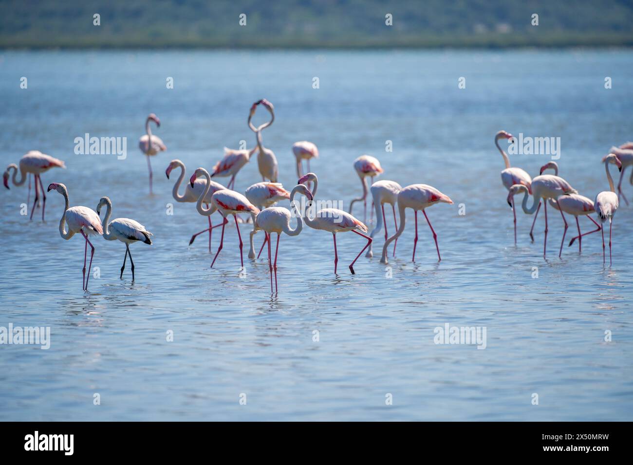 Captivating Flamingo Ballet in Albanian Lagoons Stock Photo - Alamy