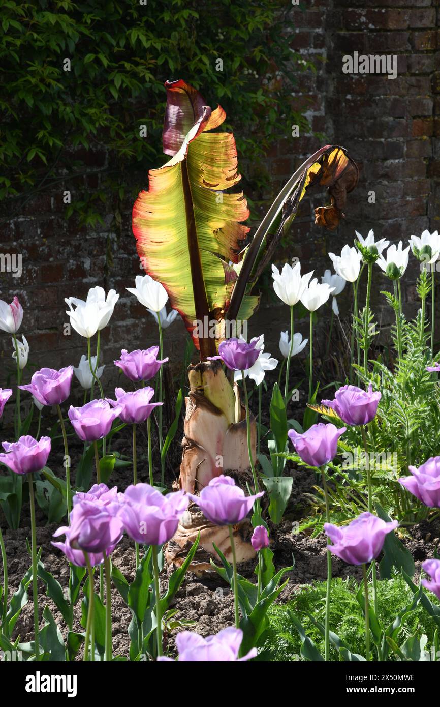 Purple and white tulip bed Stock Photo - Alamy
