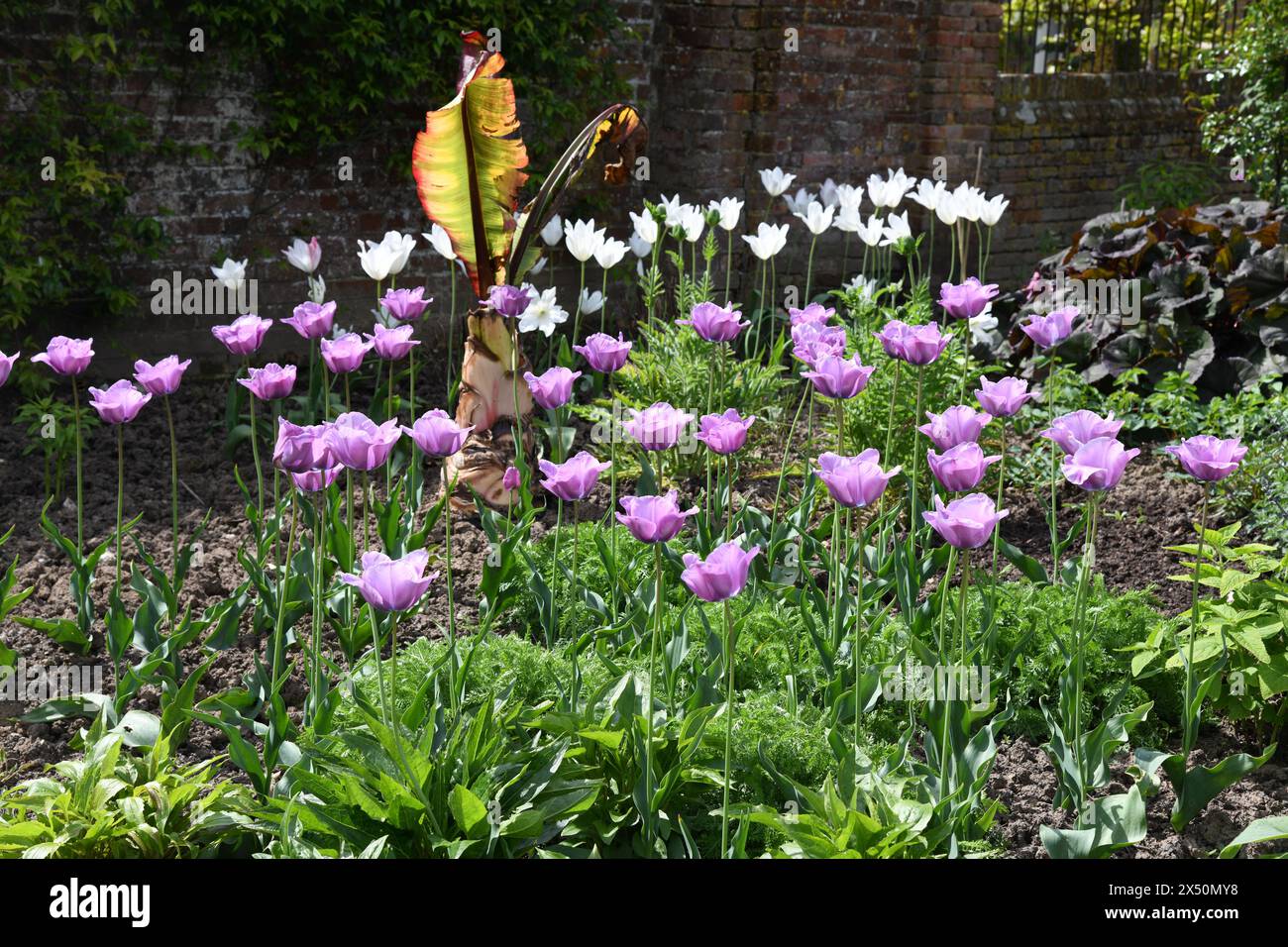 Purple and white tulip bed Stock Photo - Alamy