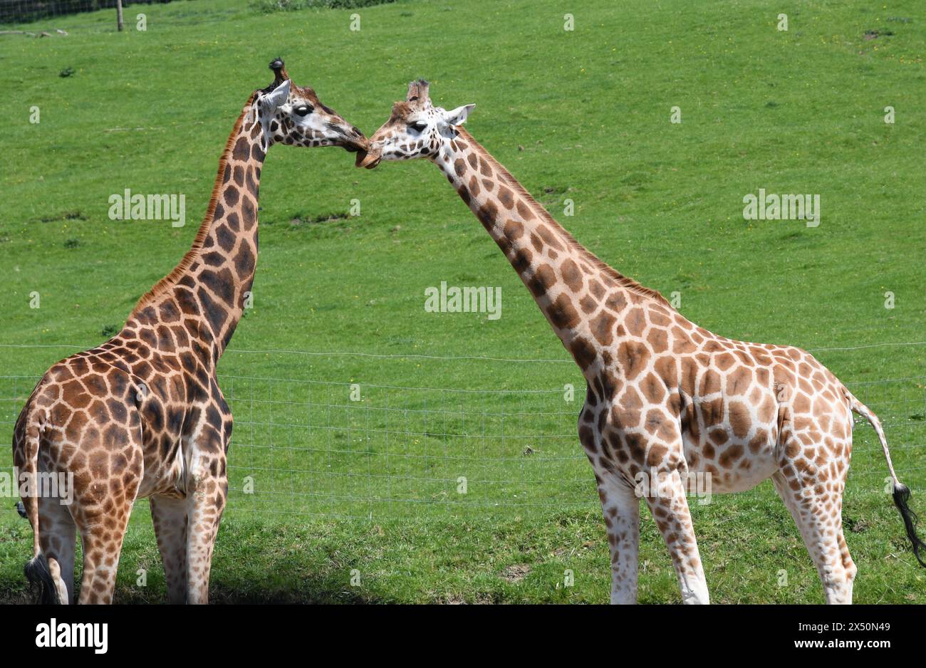 Giraffes grooming one another Stock Photo - Alamy
