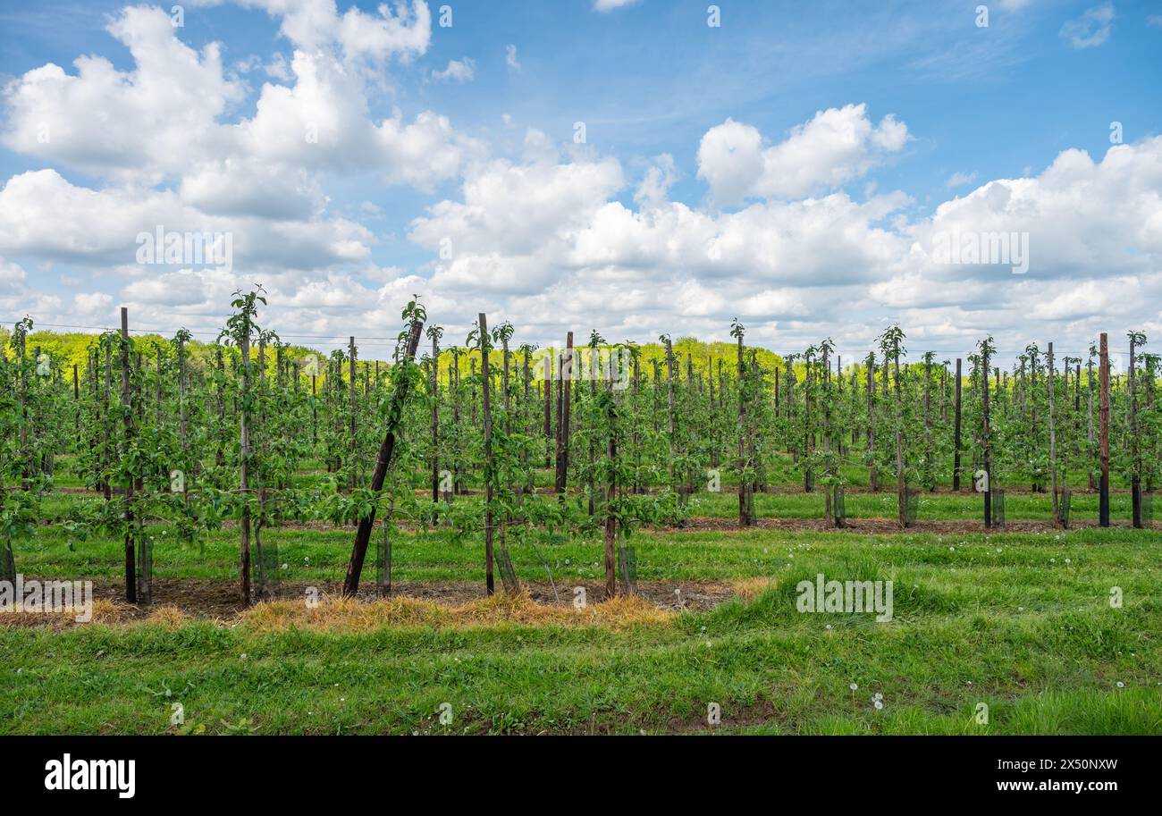 Fruit orchard farm landscape in Hageland, Belgium Stock Photo - Alamy