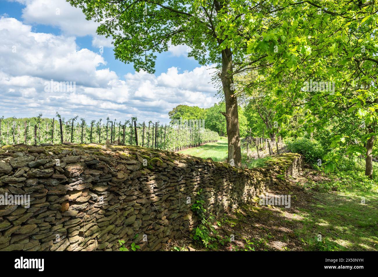 Historic Vineyard wall in Belgium Stock Photo - Alamy