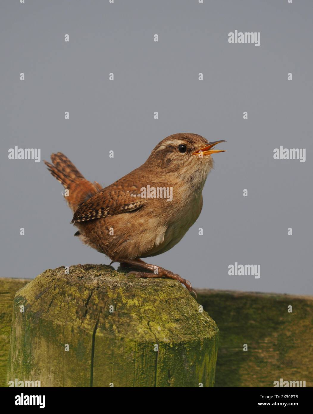 Prominent beetles hi-res stock photography and images - Alamy