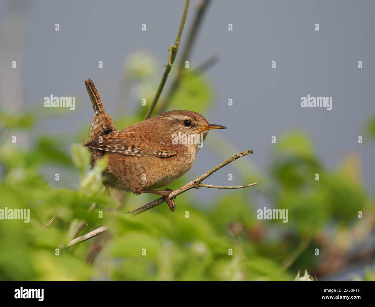 Male wrens sing to declare their territories from prominent posts or ...