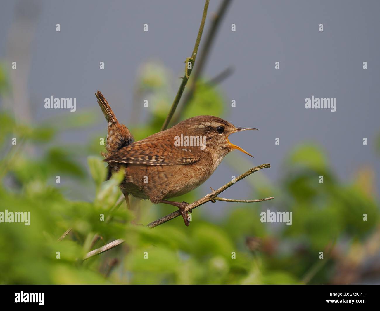 Breeds only in western palearctic hi-res stock photography and images ...