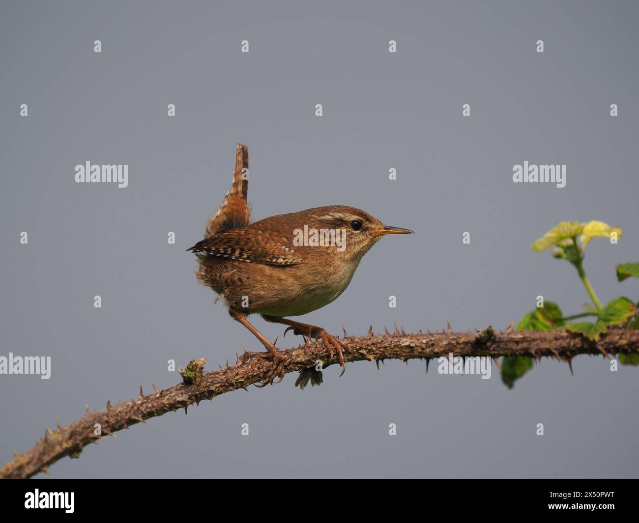 Breeds only in western palearctic hi-res stock photography and images ...