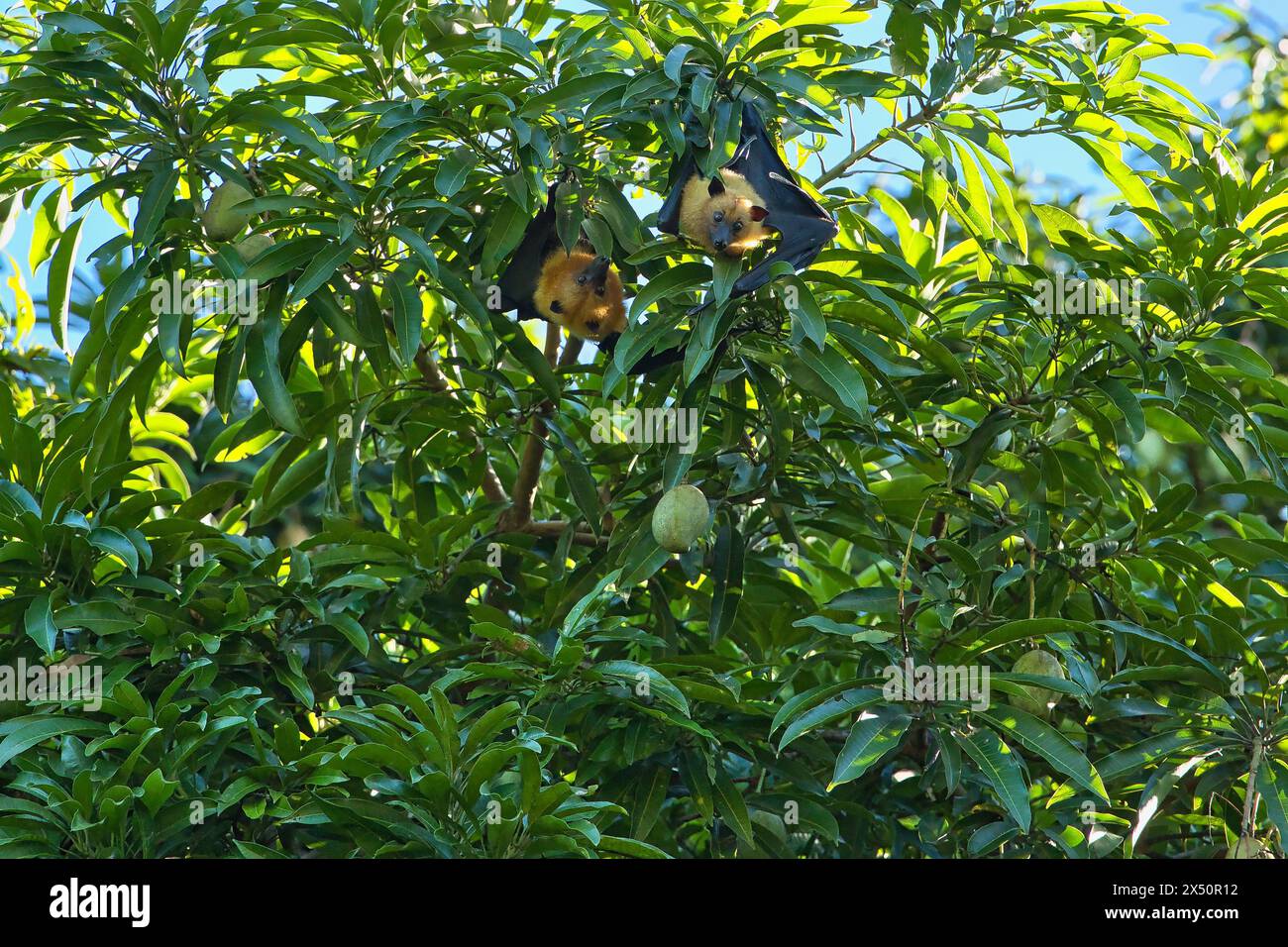 Flying fox eating fruit hi-res stock photography and images - Alamy