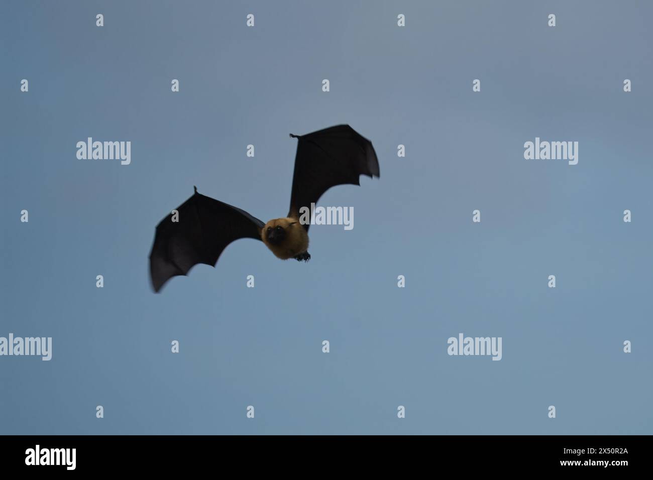 Single fruit bat, flying fox flying, Mahe, Seychelles Stock Photo - Alamy