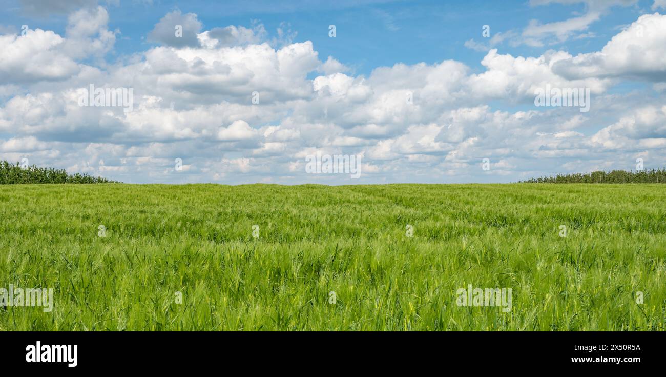 Panoramic landscape field green hi-res stock photography and images - Alamy