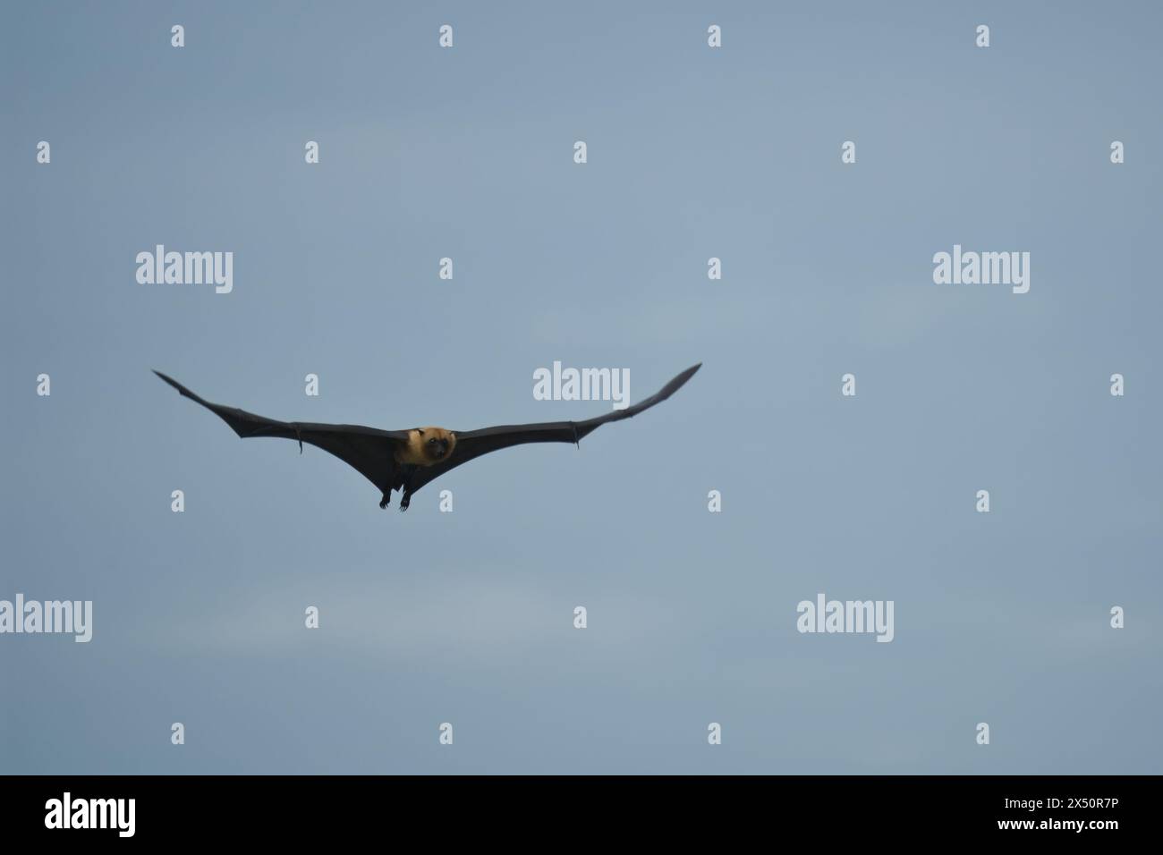 Single fruit bat, flying fox flying, Mahe, Seychelles Stock Photo - Alamy