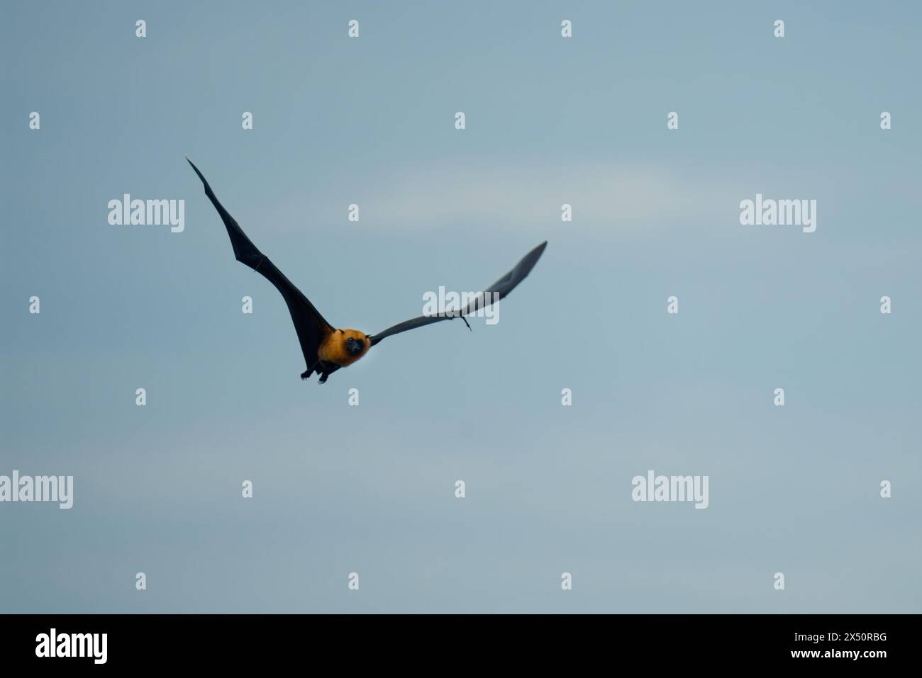 Single fruit bat, flying fox flying, Mahe, Seychelles Stock Photo - Alamy