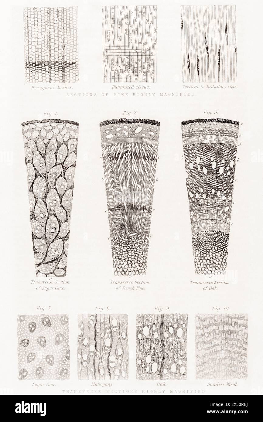 Page of 19th c. botanic engravings of transverse section of Sugar Cane ...