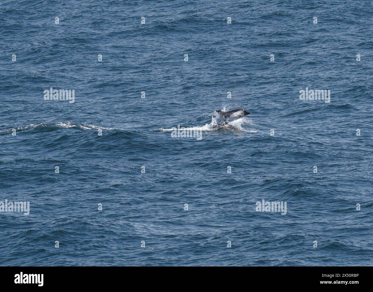 Dolphin Peale's (Lagenorhnynchus australis) in the waters off Port ...