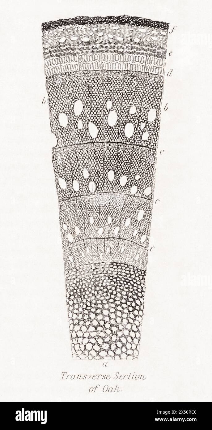 Transverse section oak hi-res stock photography and images - Alamy