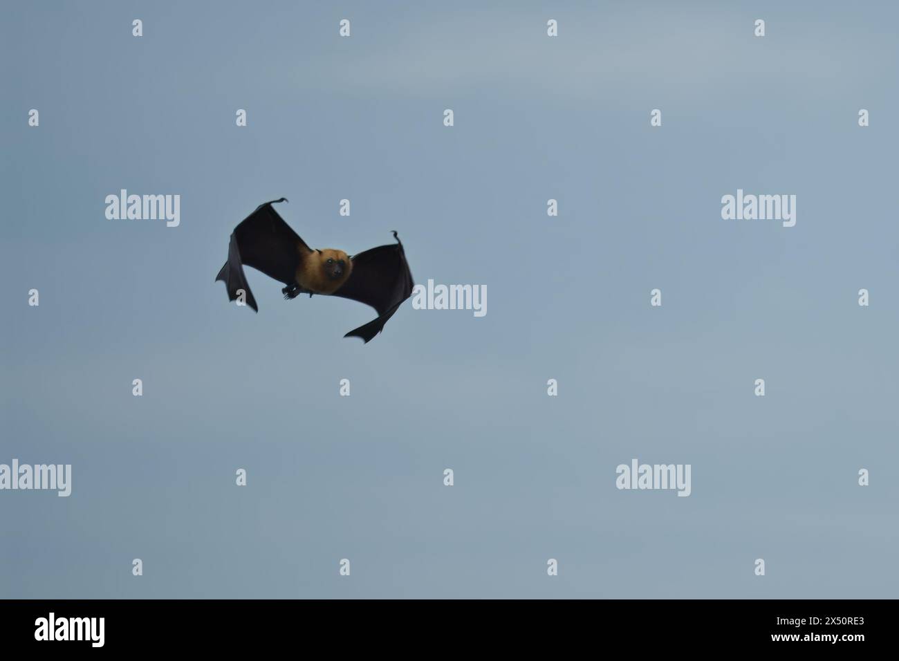 Single fruit bat, flying fox flying, Mahe, Seychelles Stock Photo - Alamy