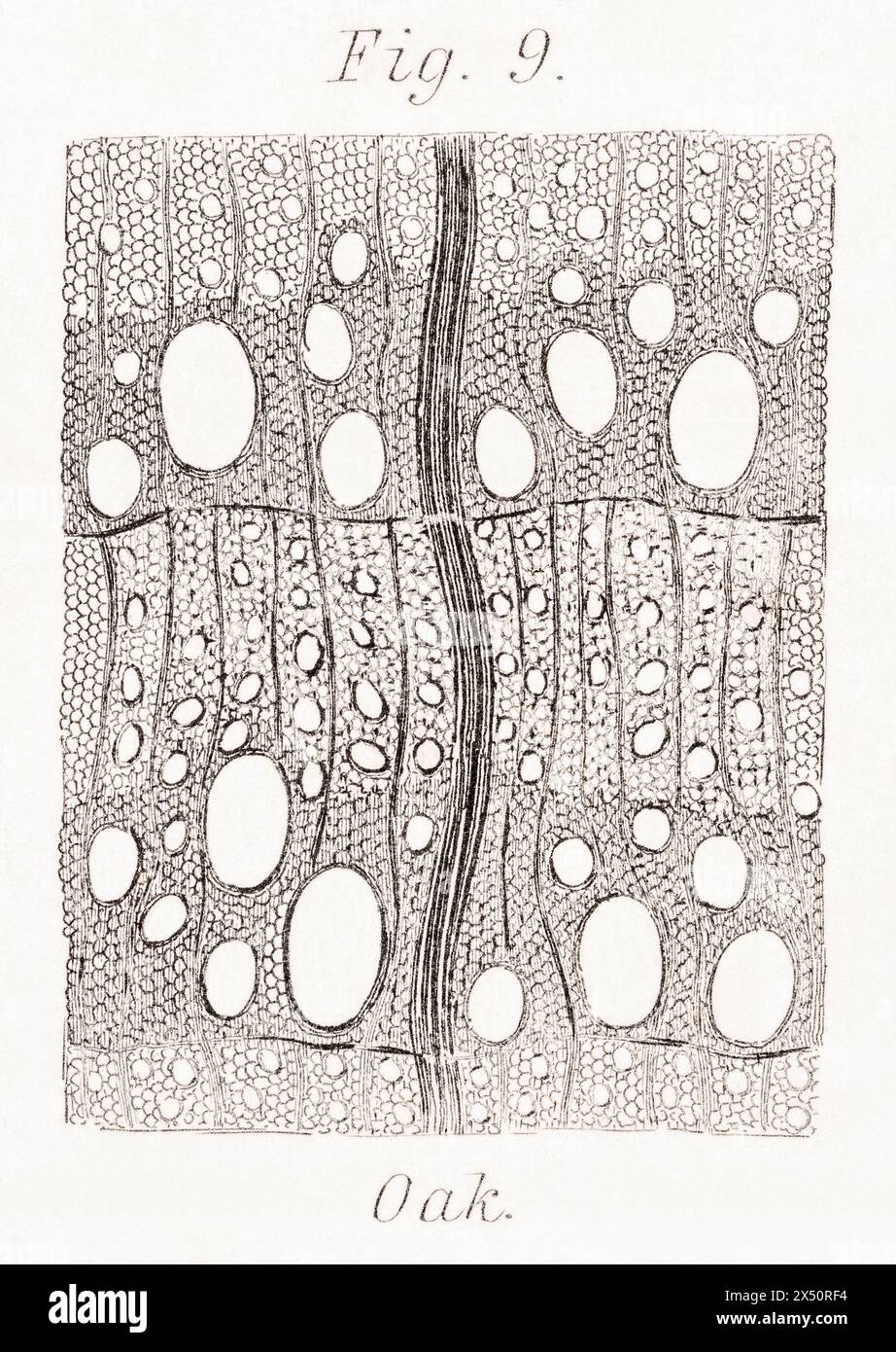 19th c. botanic engraving of very highly magnified transverse section ...