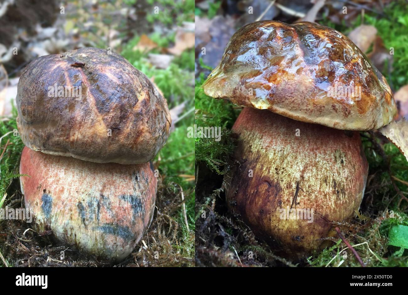 Photo comparison: How much a mushroom grows in two days. Same mushroom ...