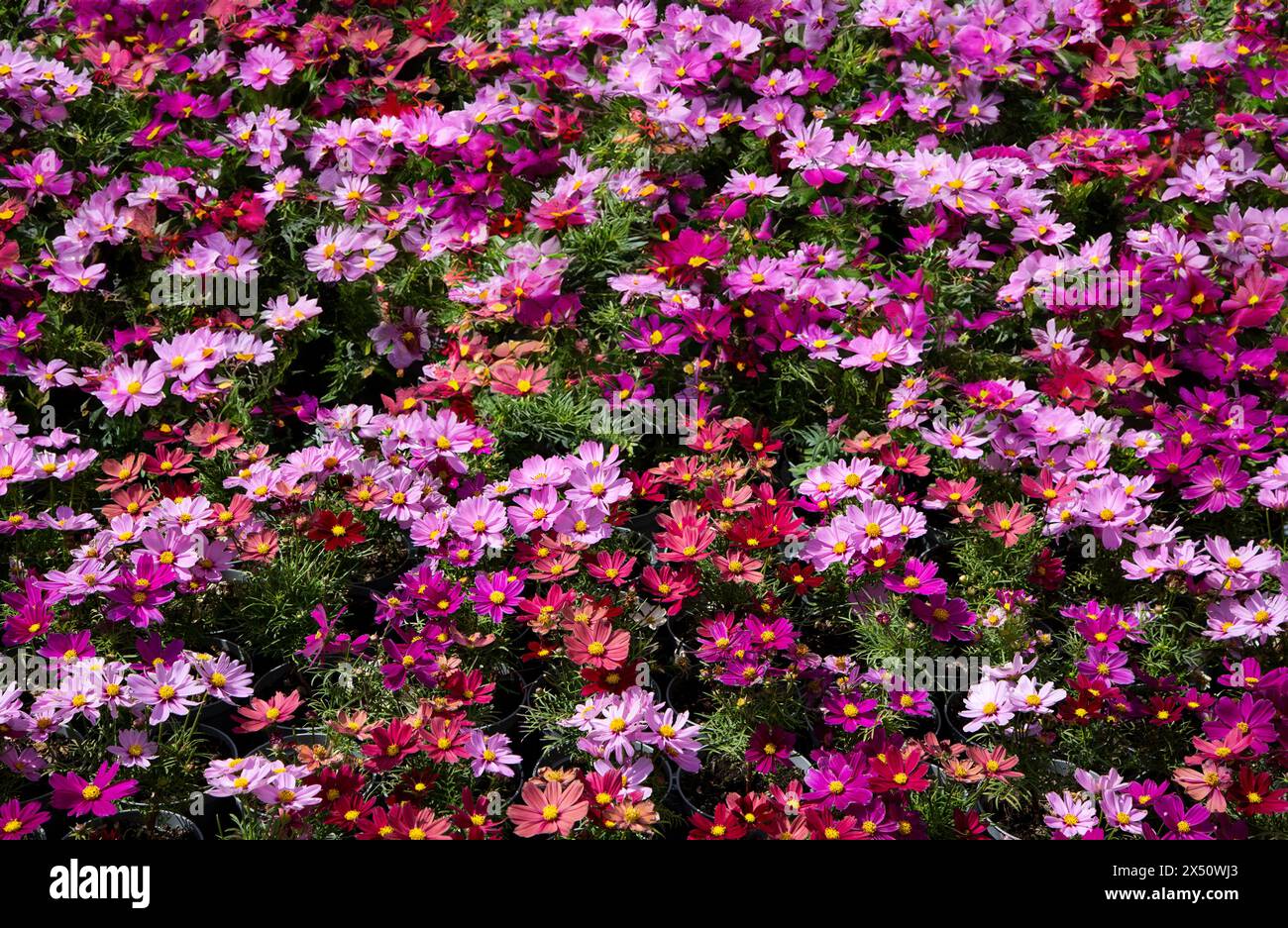 Blooming spring flowers in scenic panorama Stock Photo - Alamy