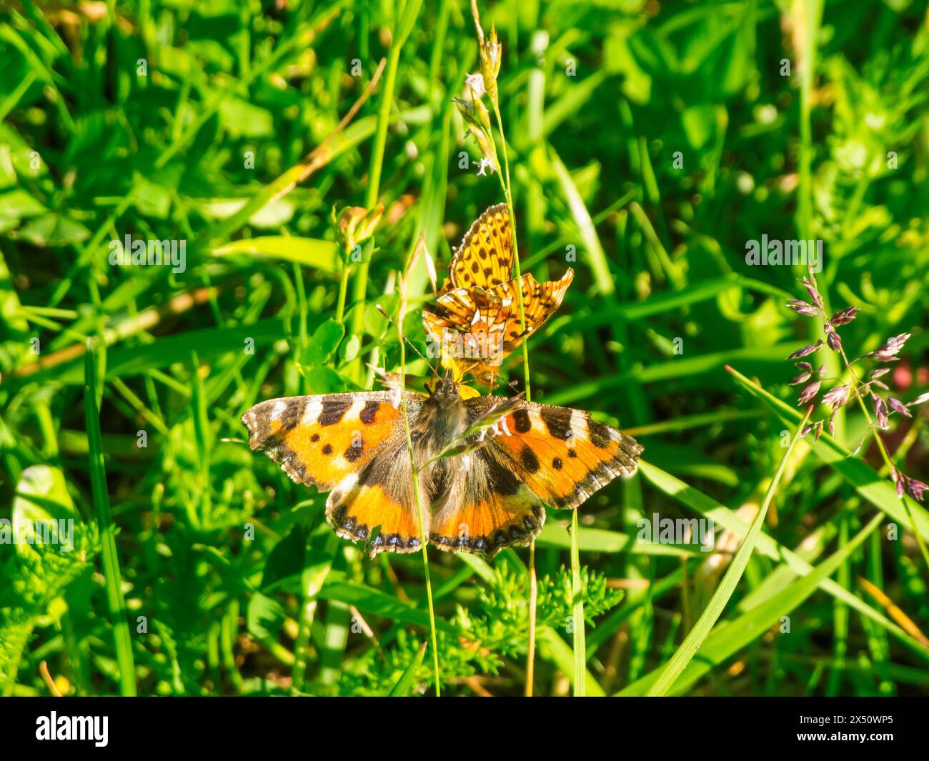 Close-up view of an Emperor's Mantle butterfly (Latin: Argynnis paphia ...