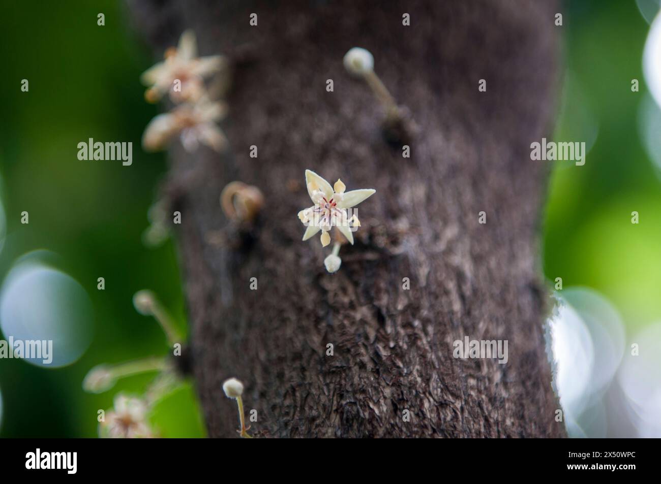Focus on a single blossom on the tree trunk of the cocoa tree (Latin ...