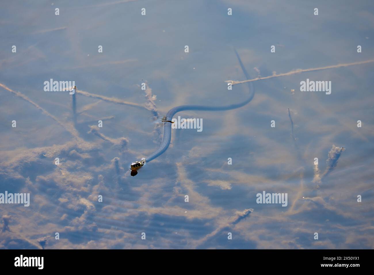 Grass snake (Natrix natrix), swimming; University of Copenhagen ...