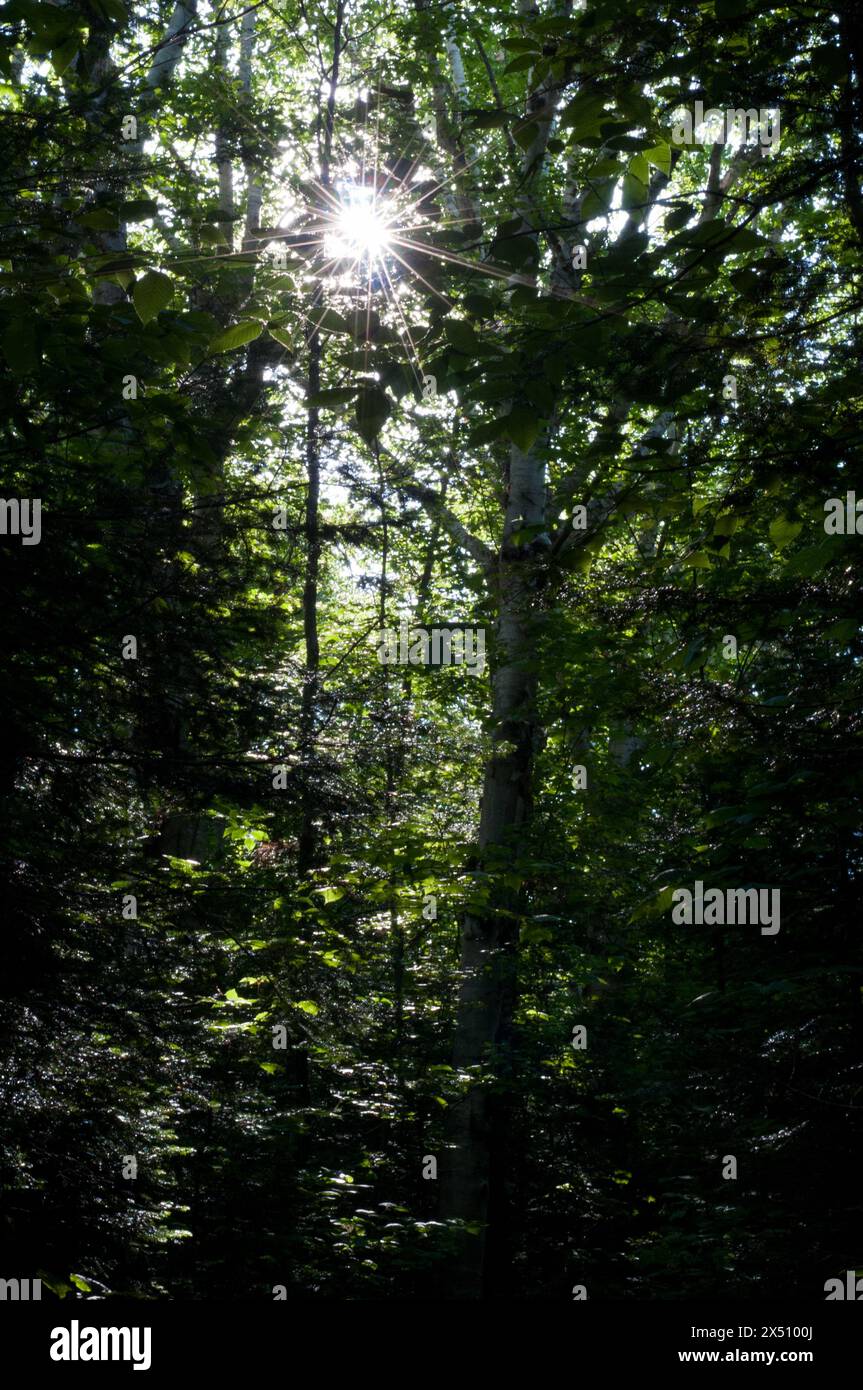 Bright sky behind dark trees in the woods Stock Photo - Alamy