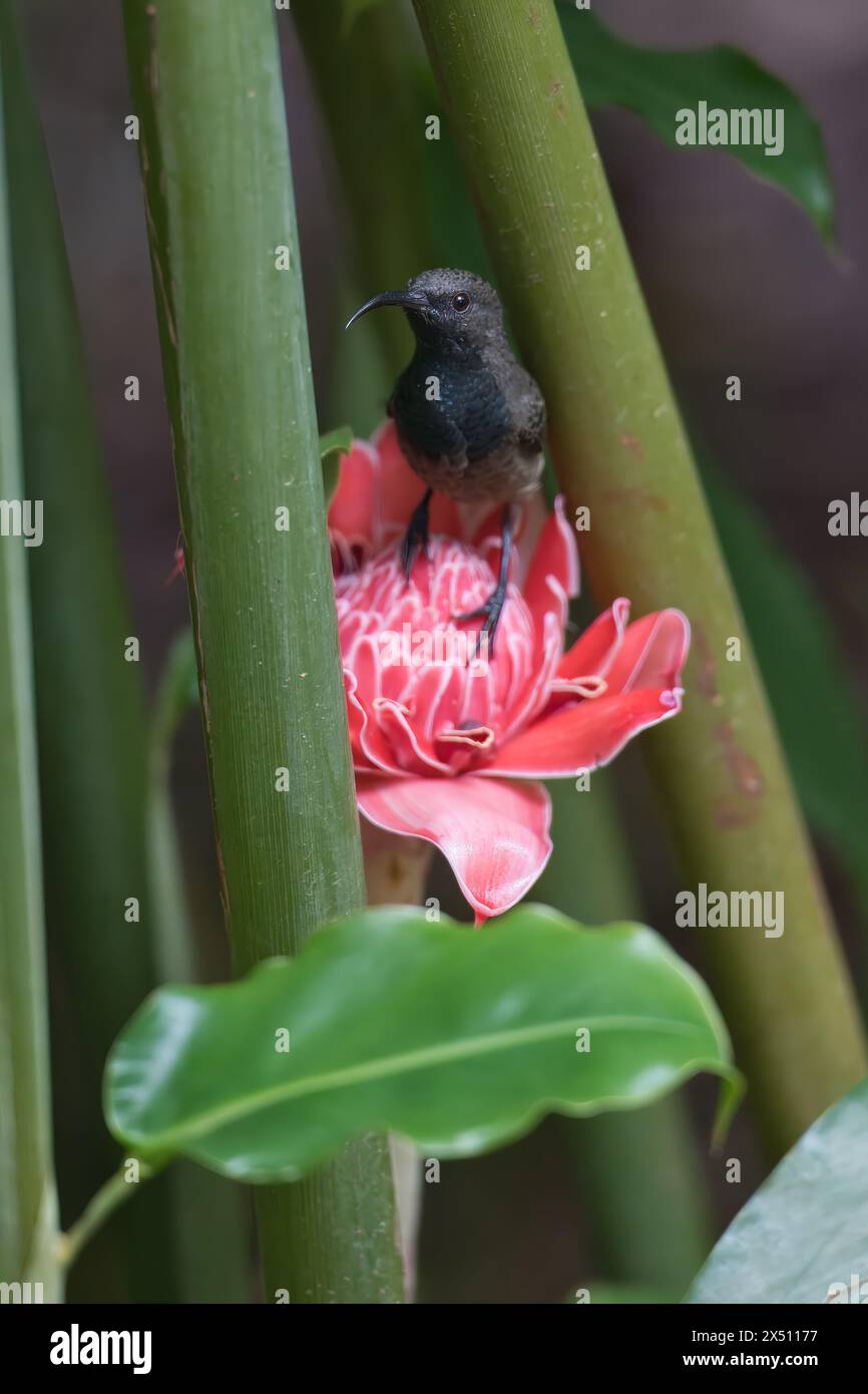 Seychelles sunbird, colibri on torch ginger flower inside the botanical ...