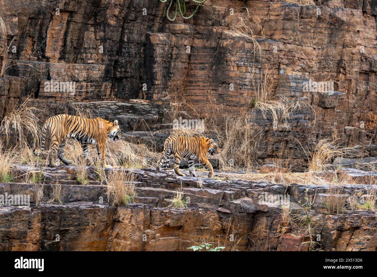 wild female mother tiger showing each place of territory to her young ...