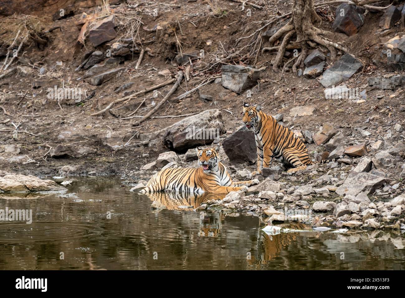 wild angry mother tiger or mom taking care of young cub flamboyant son ...