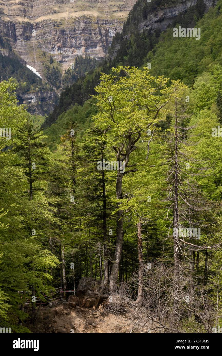 serene forest with green trees and a majestic rocky mountain, featuring ...
