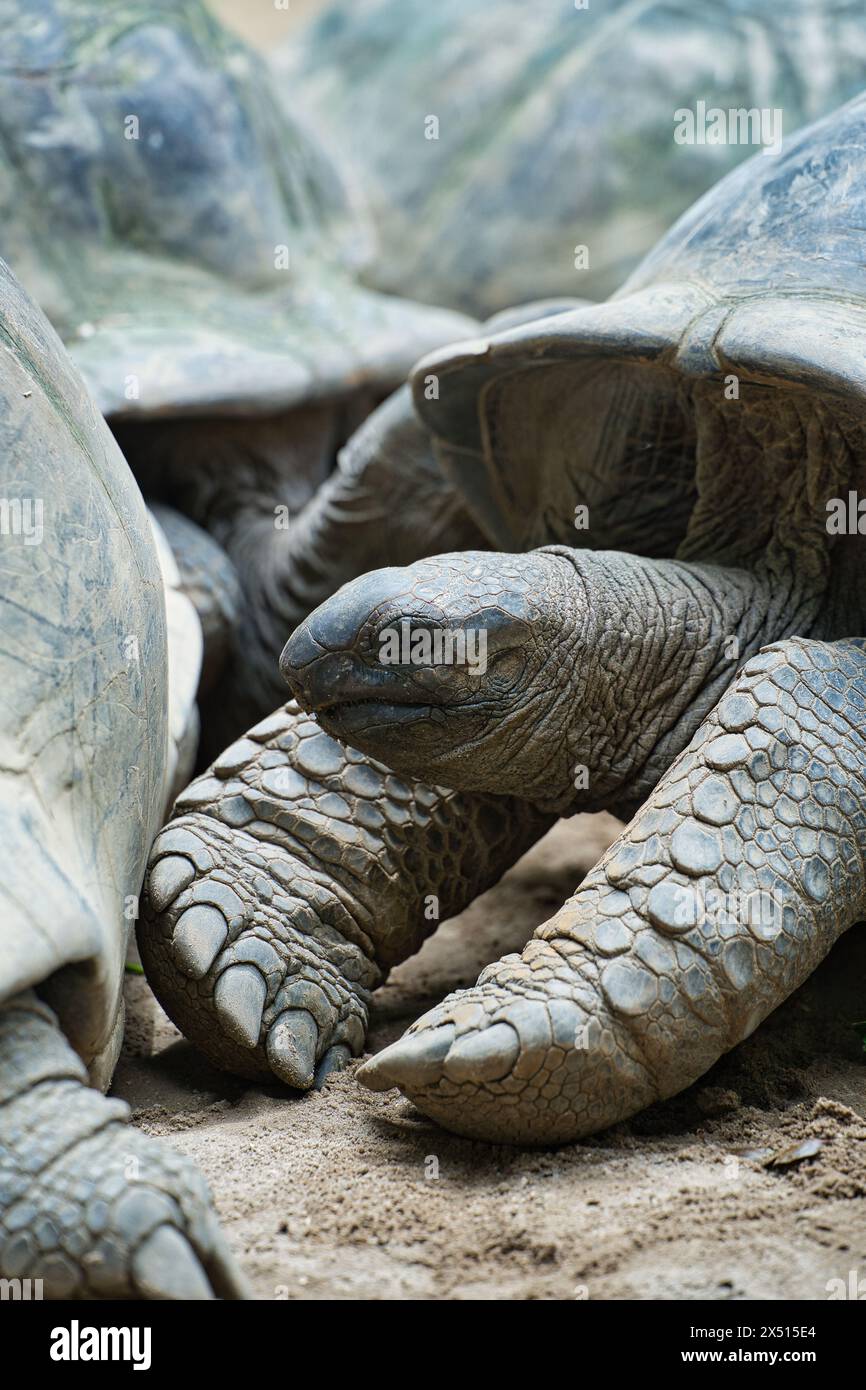 Closeup of the aldabra land giant tortoise head and neck inside the ...