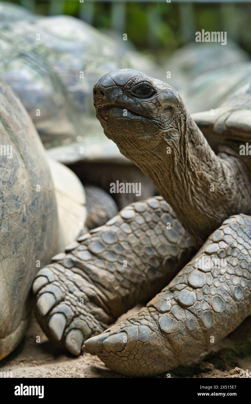 Closeup of the aldabra land giant tortoise head and neck inside the ...
