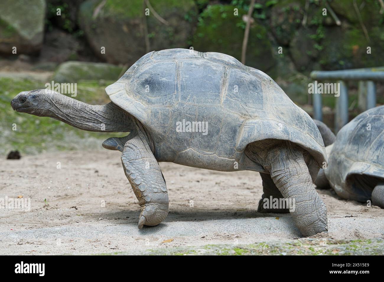Closeup of the aldabra land giant tortoise inside the botanical garden ...