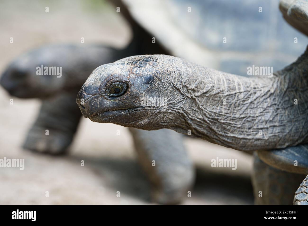 Closeup of the aldabra land giant tortoise head and neck inside the ...