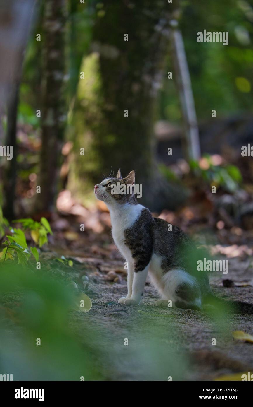 Cat sitting near trees under the shade Stock Photo - Alamy