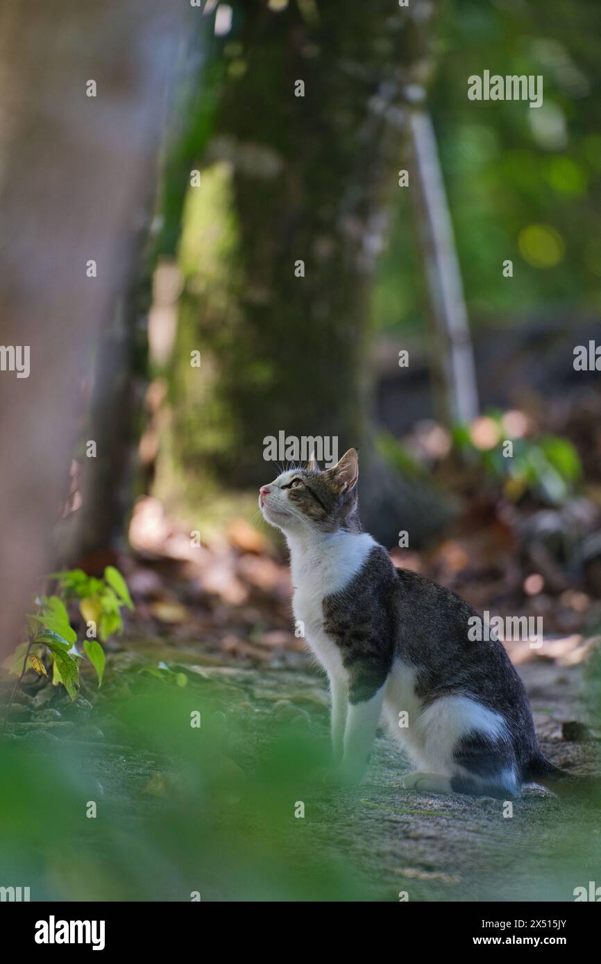 Cat sitting near trees under the shade Stock Photo - Alamy