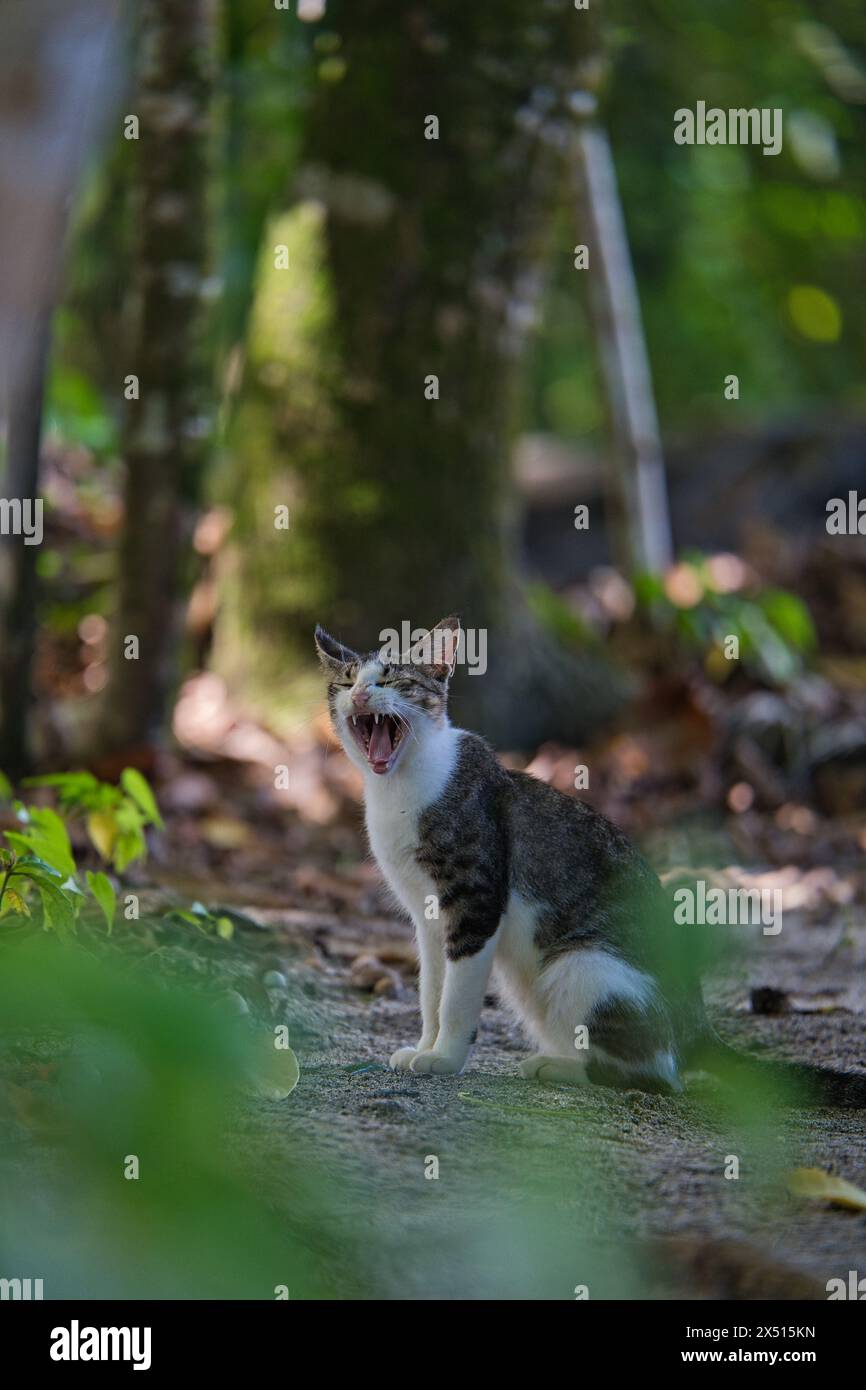 Cat sitting and yawning near trees under the shade Stock Photo - Alamy