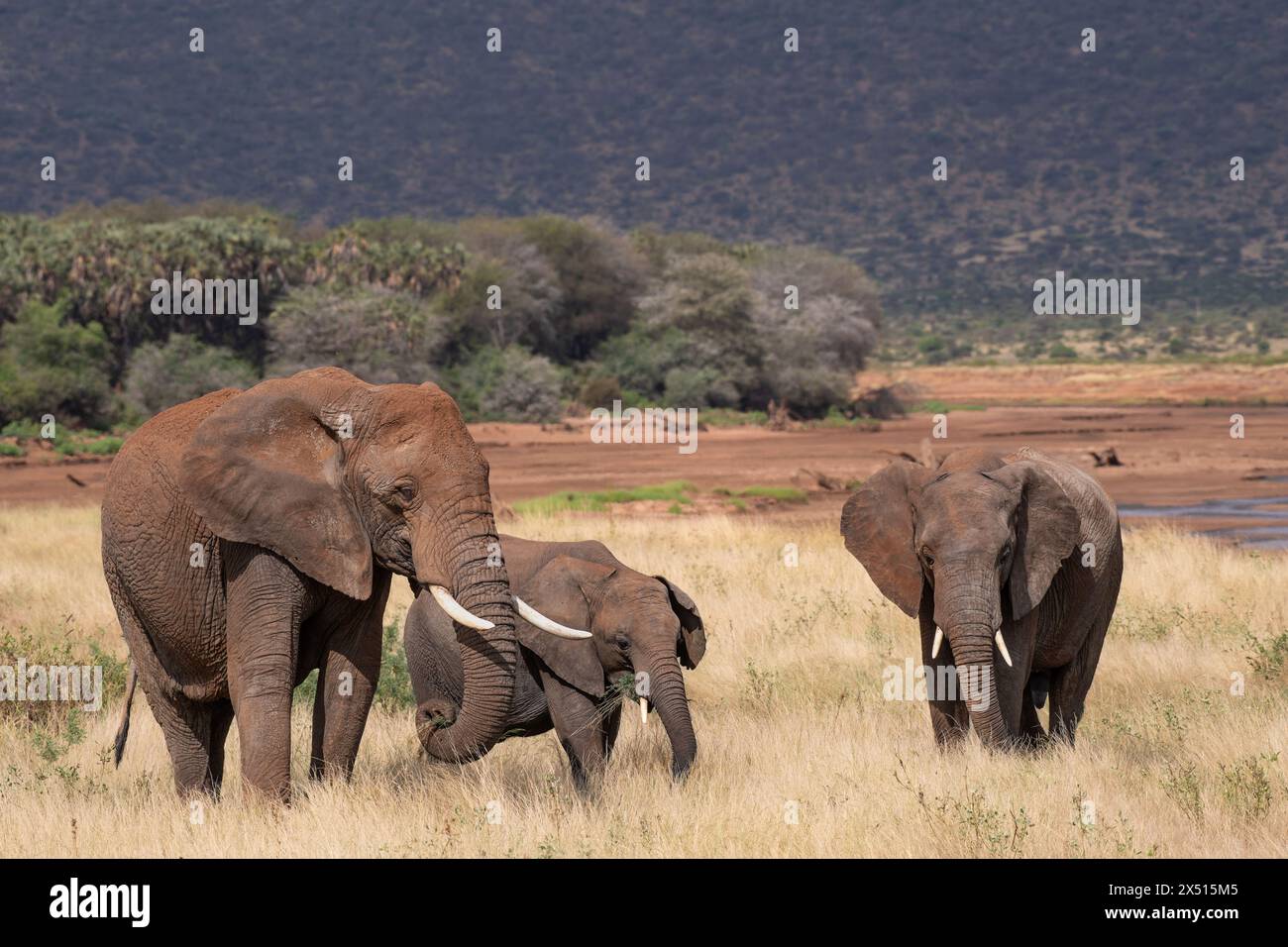 African bush elephant,Loxodonta africana, Elephantidae, Buffalo Spring ...
